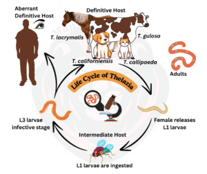 Eyeworm infection (Thelazia Spp) - mannvetcorner