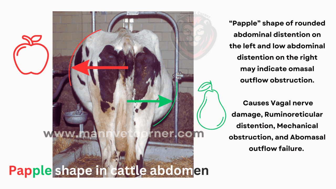 Abdominal Contour Of A Cow - mannvetcorner