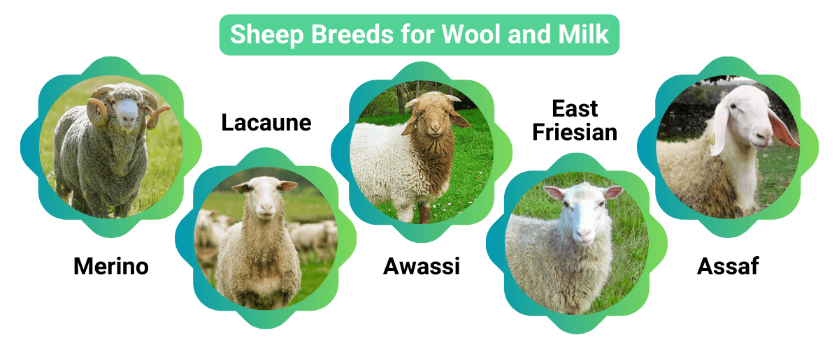 Best Sheep Breeds for Wool and Milk Production - mannvetcorner