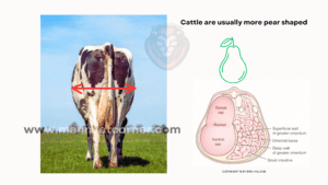 Abdominal Contour Of A Cow - mannvetcorner