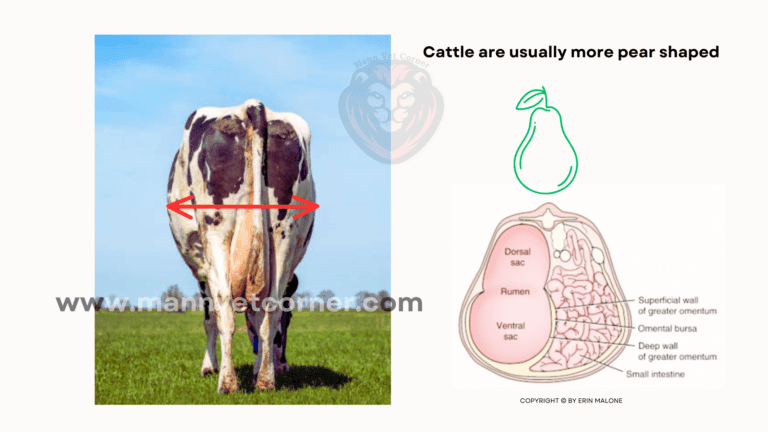 Abdominal Contour Of A Cow - mannvetcorner