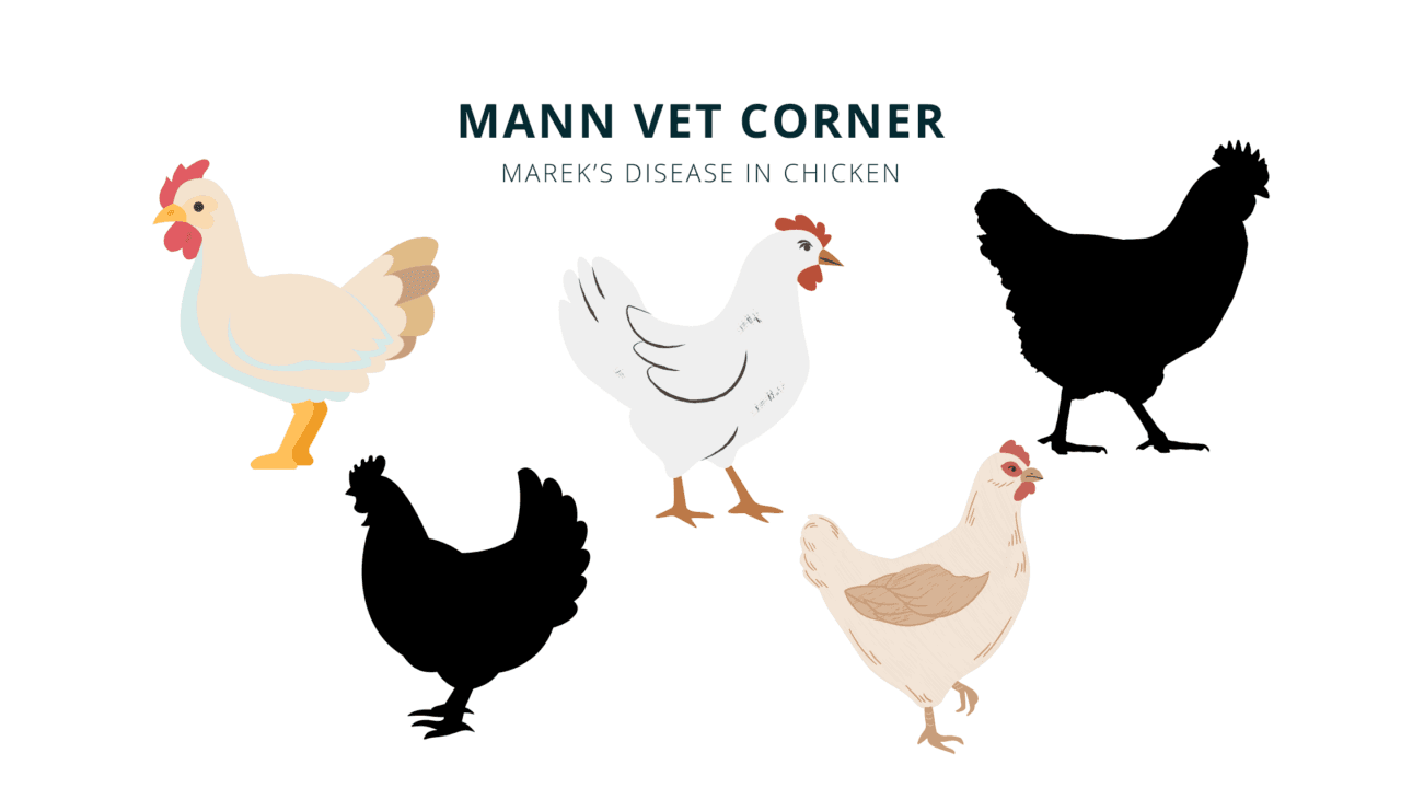 Marek's disease in chickens: A Ultimate Guide - mannvetcorner