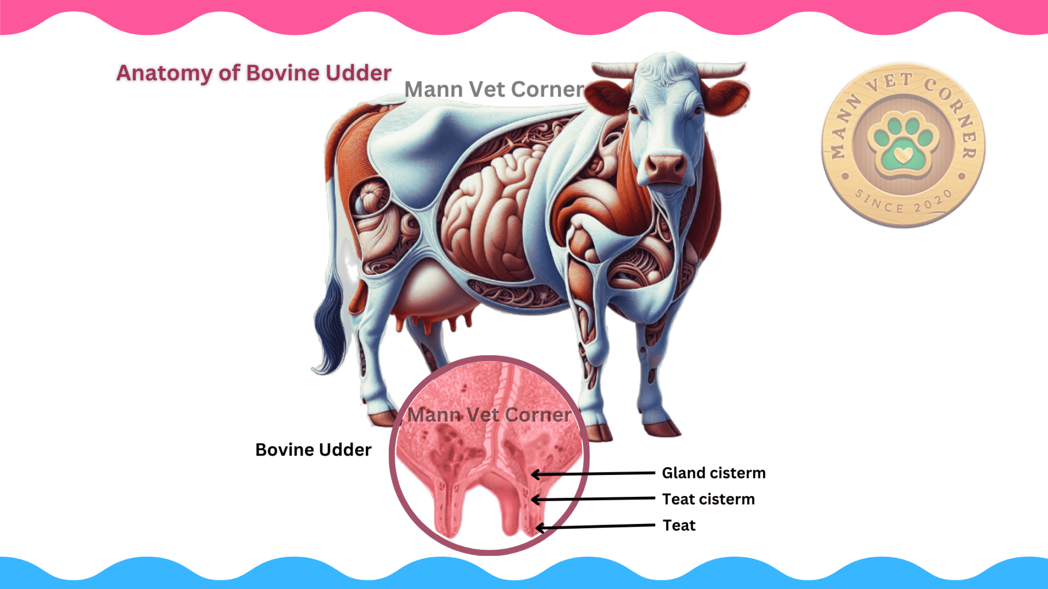 Cow Udder: Healthy vs Mastitis Udder - mannvetcorner