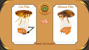 How Long Can Fleas Survive Without Pets? Vet Answers! - mannvetcorner