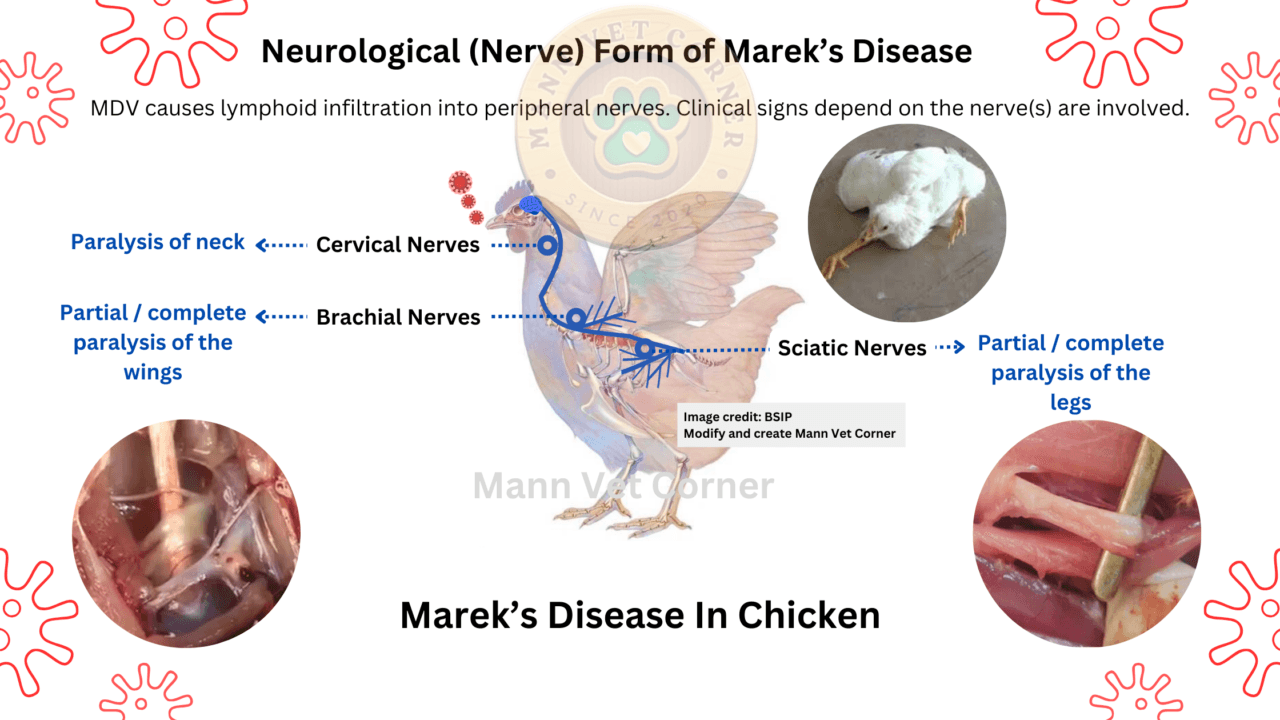 Marek's disease in chickens: A Ultimate Guide - mannvetcorner