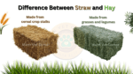 Difference Between Hay and Straw - mannvetcorner