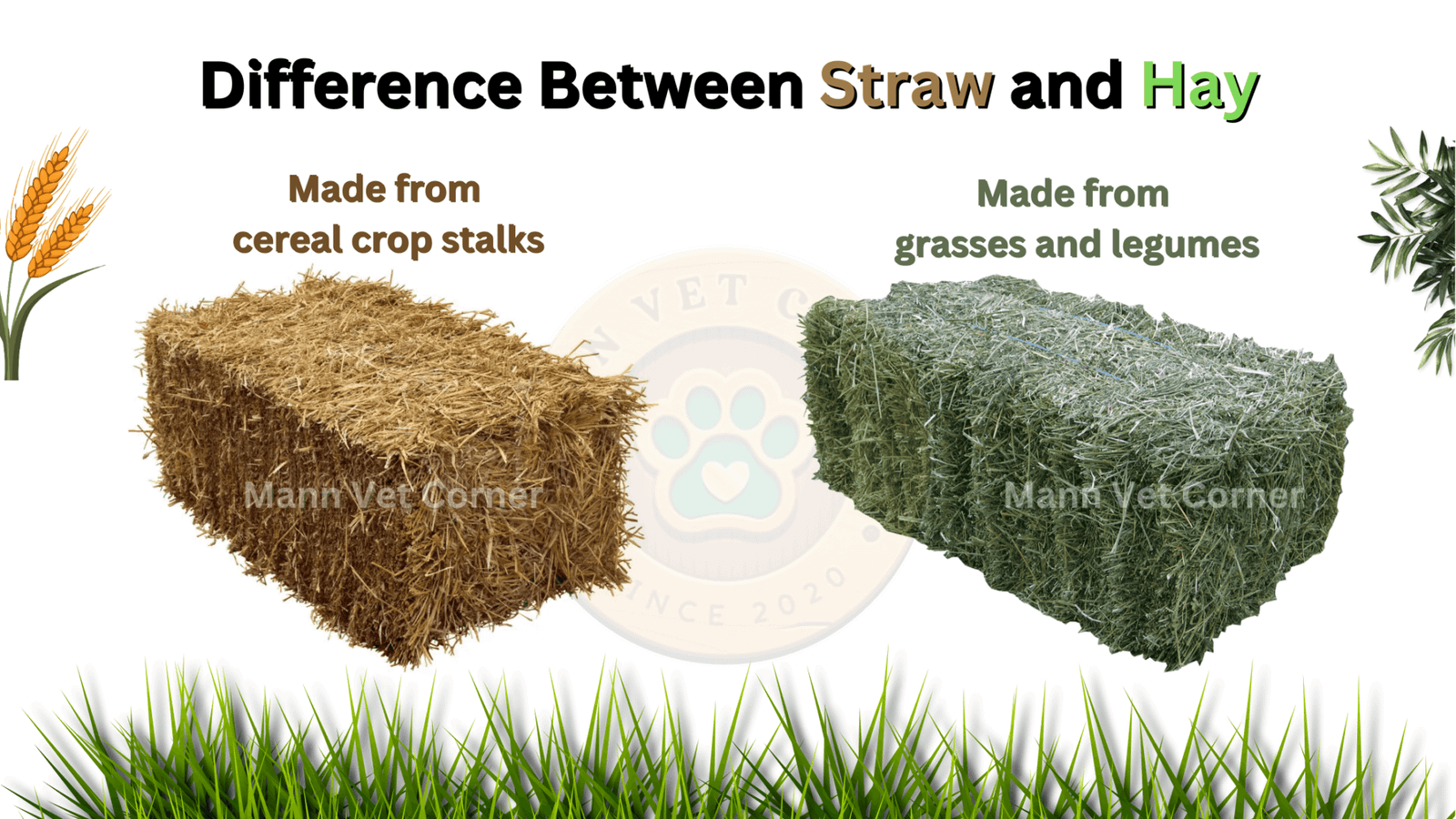 Difference Between Hay and Straw - mannvetcorner