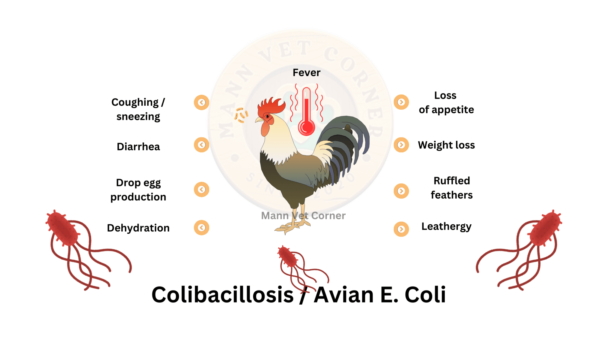 Colibacillosis (E. Coli) in Poultry - mannvetcorner
