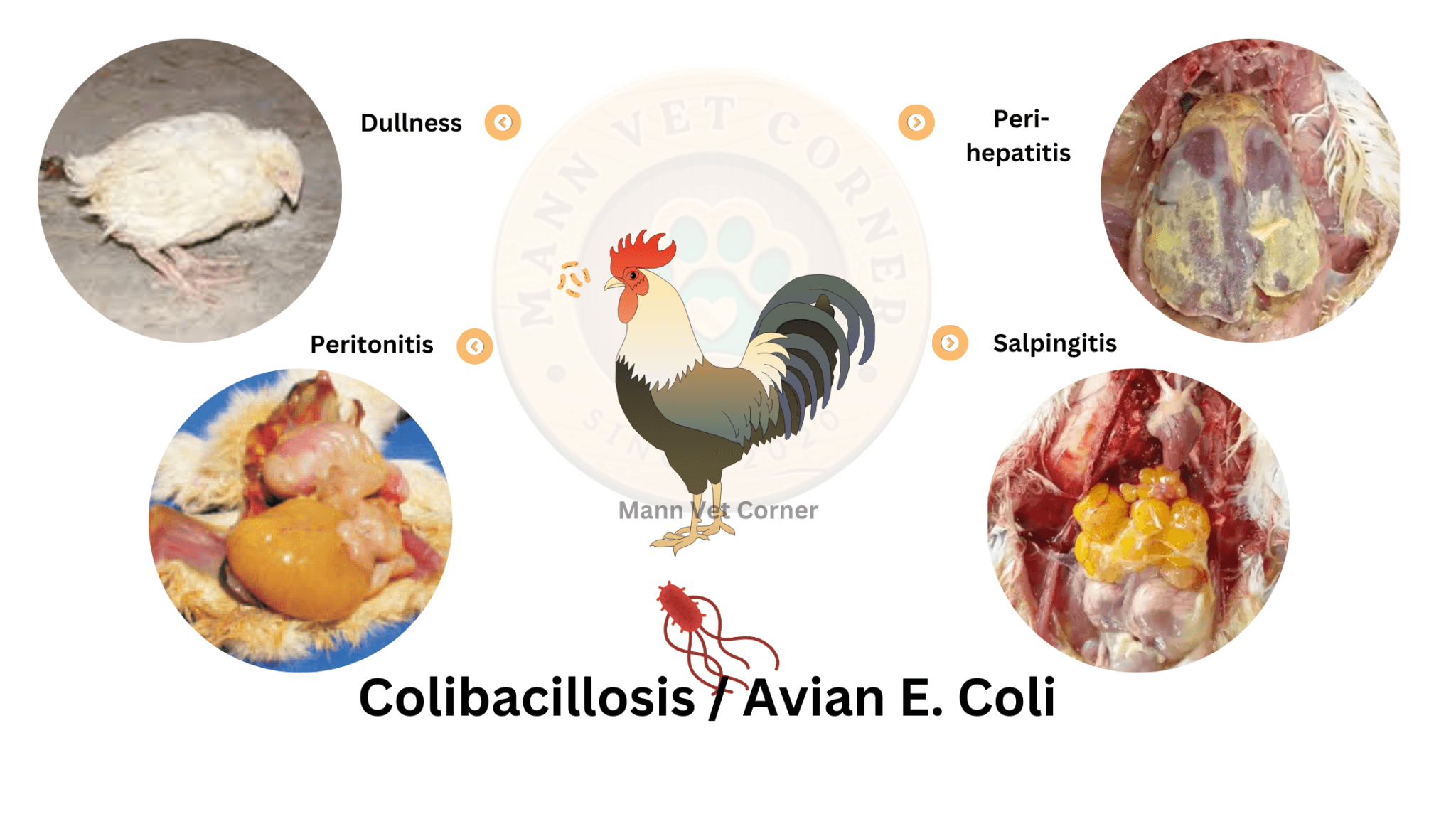 Colibacillosis (E. Coli) in Poultry - mannvetcorner