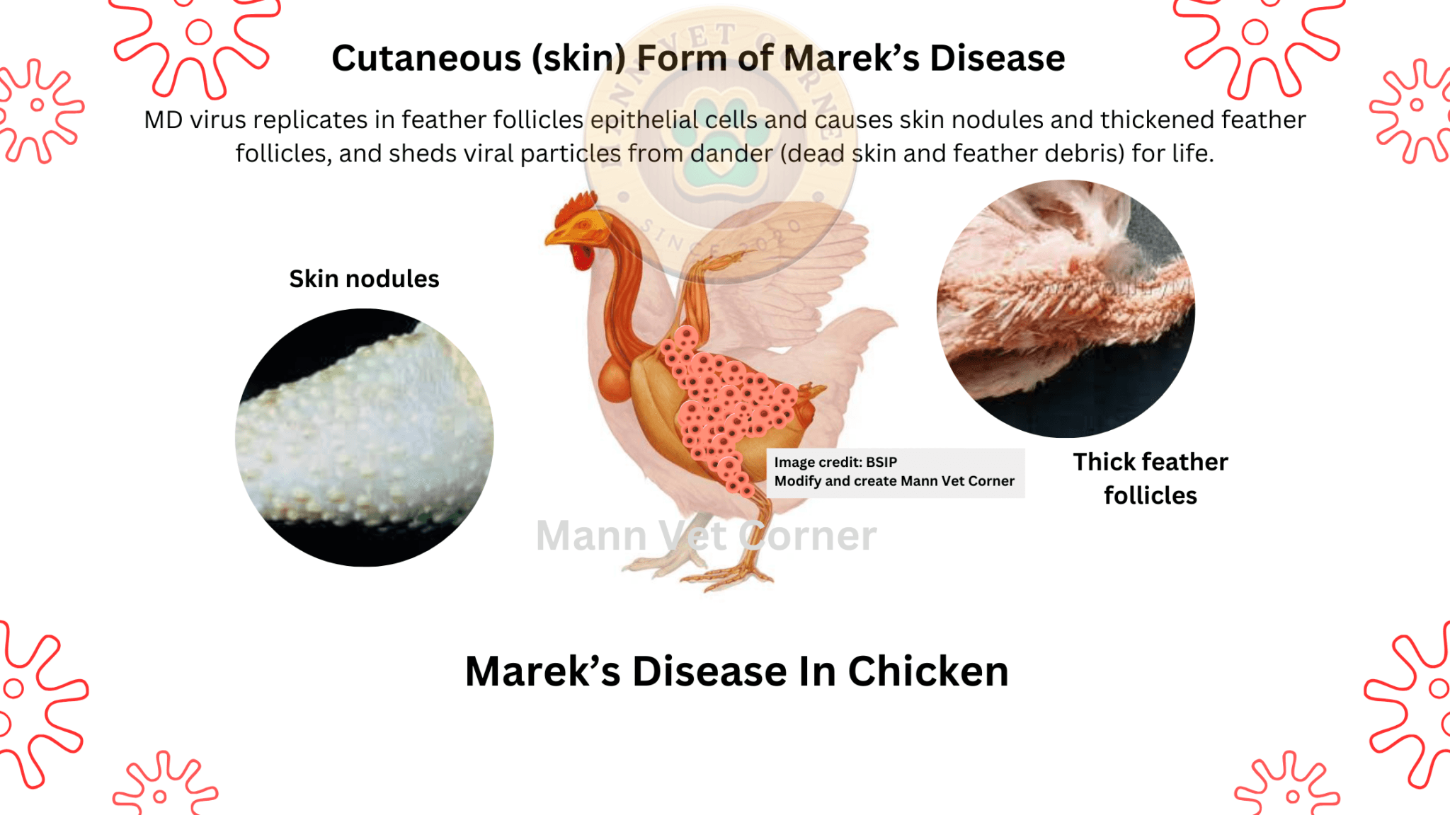 Marek's disease in chickens: A Ultimate Guide - mannvetcorner