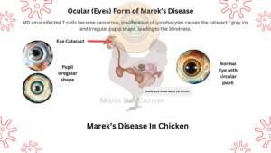 Marek's disease in chickens: A Ultimate Guide - mannvetcorner