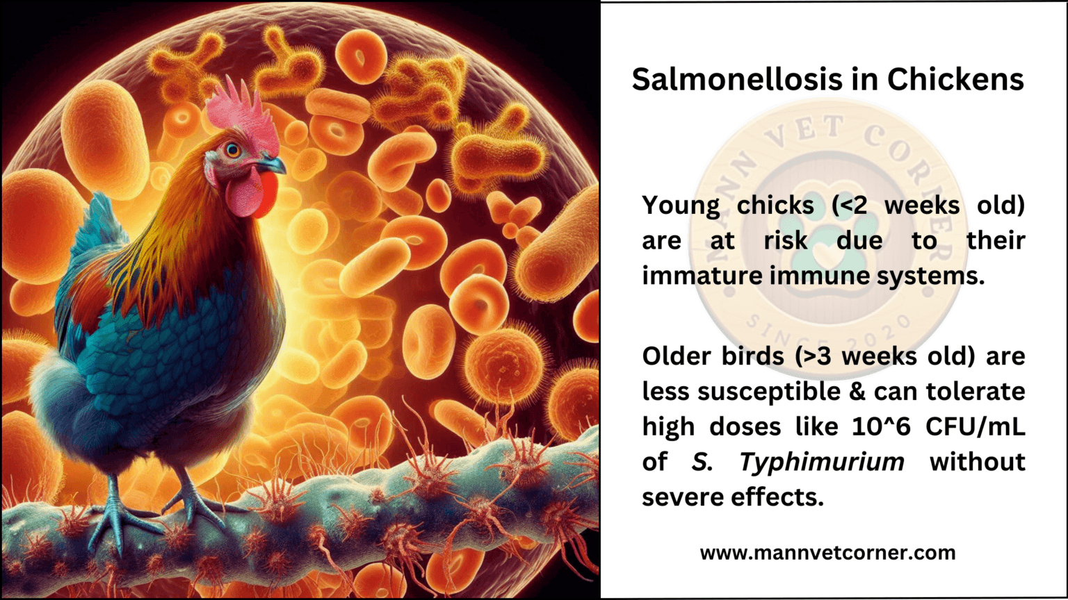 Salmonellosis in Chickens - mannvetcorner