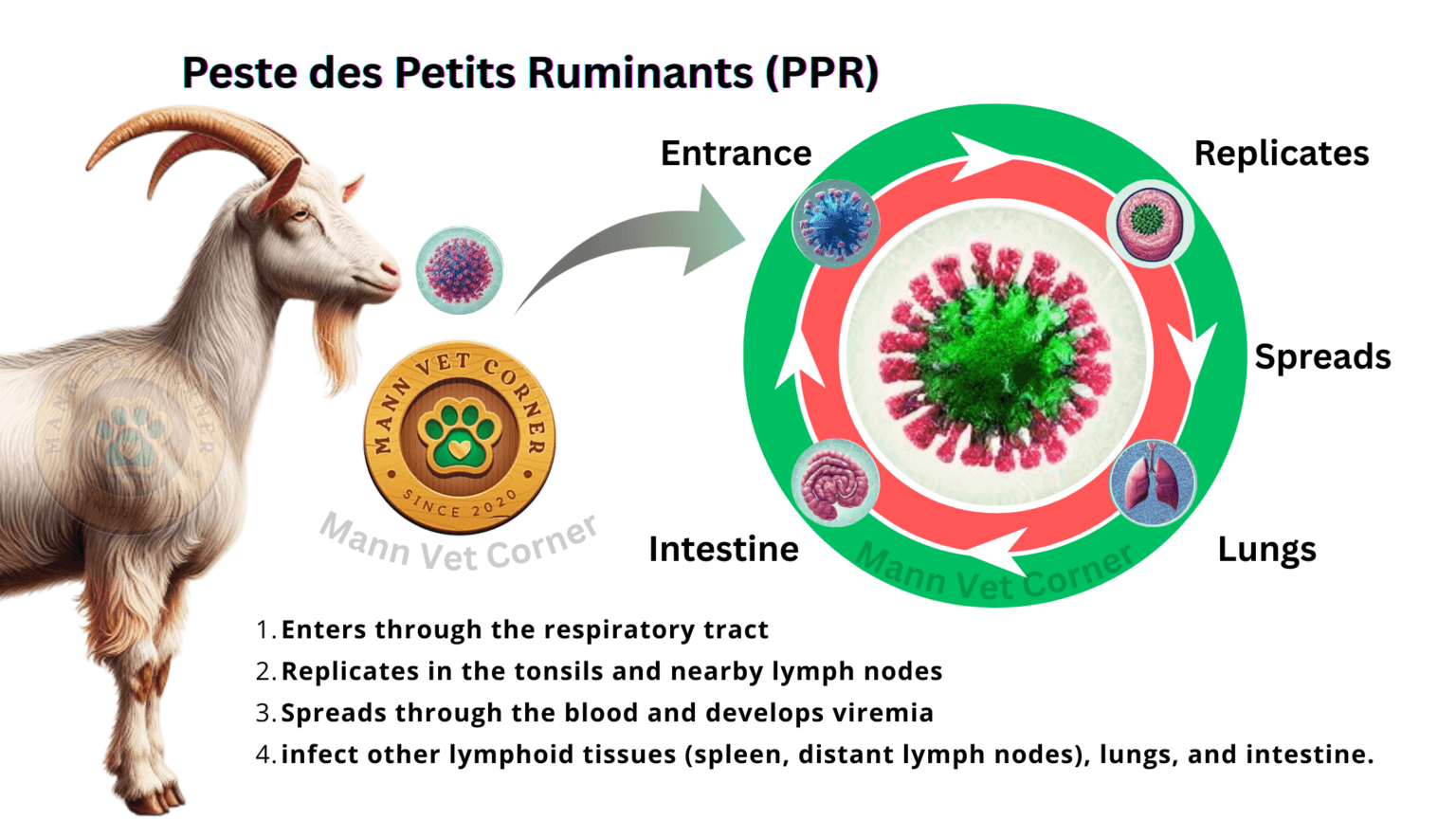 PPR: A Deadly Goat Disease - mannvetcorner