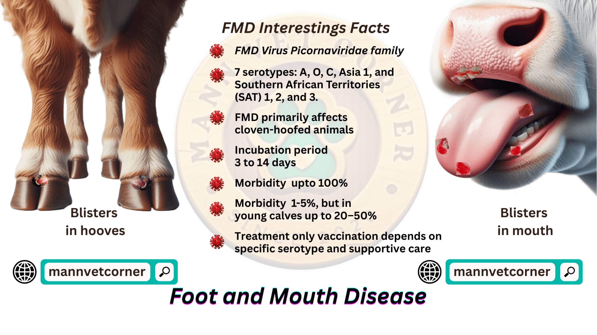 FMD: A Viral Disease of Cloven Hoofed Animals - mannvetcorner
