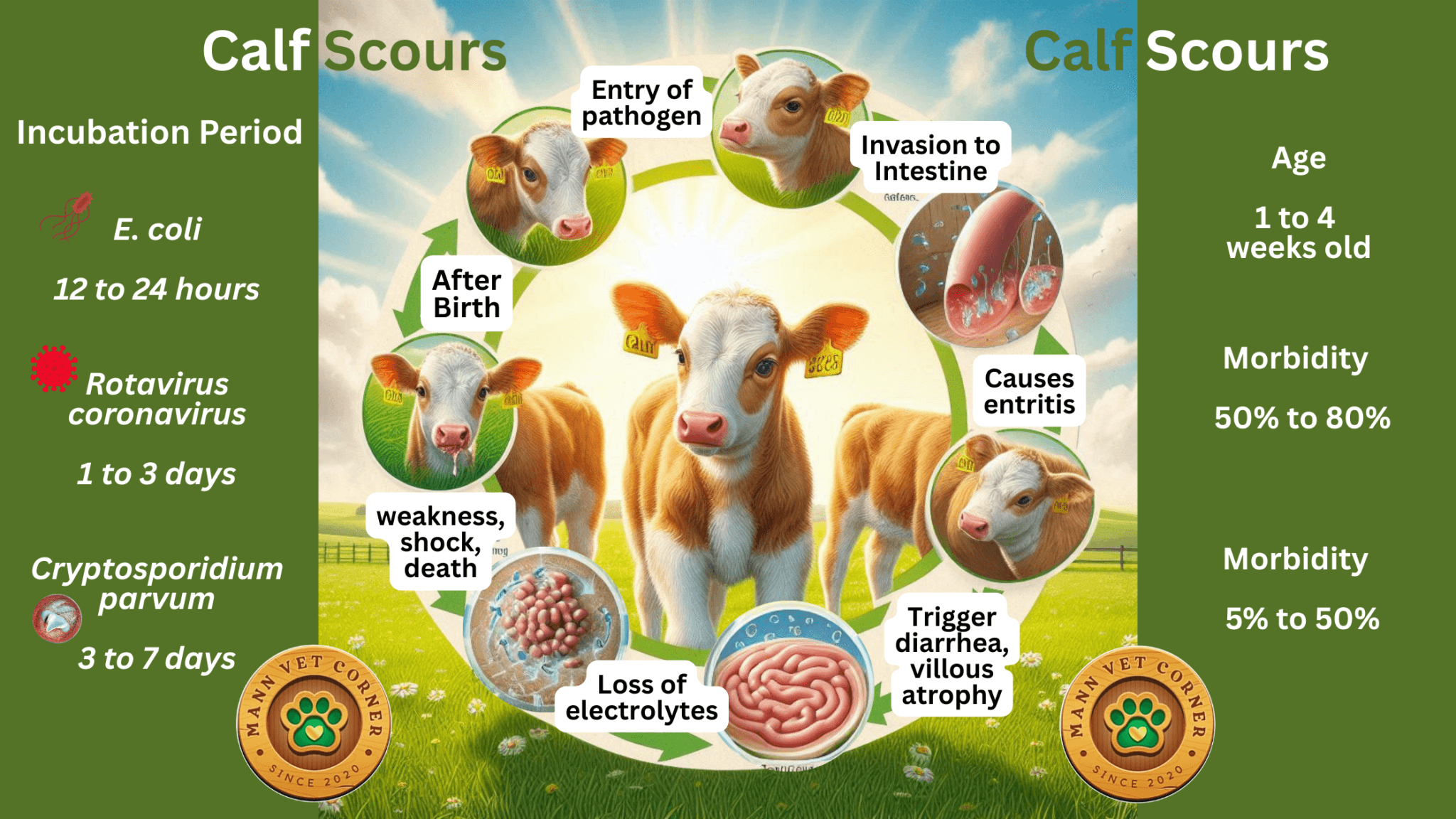 Calf Diarrhea: From Signs to Deadly Scours - mannvetcorner