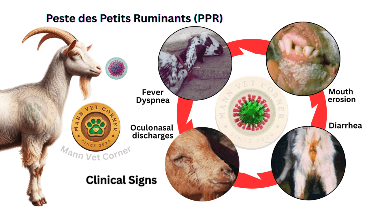 PPR: A Deadly Goat Disease - mannvetcorner