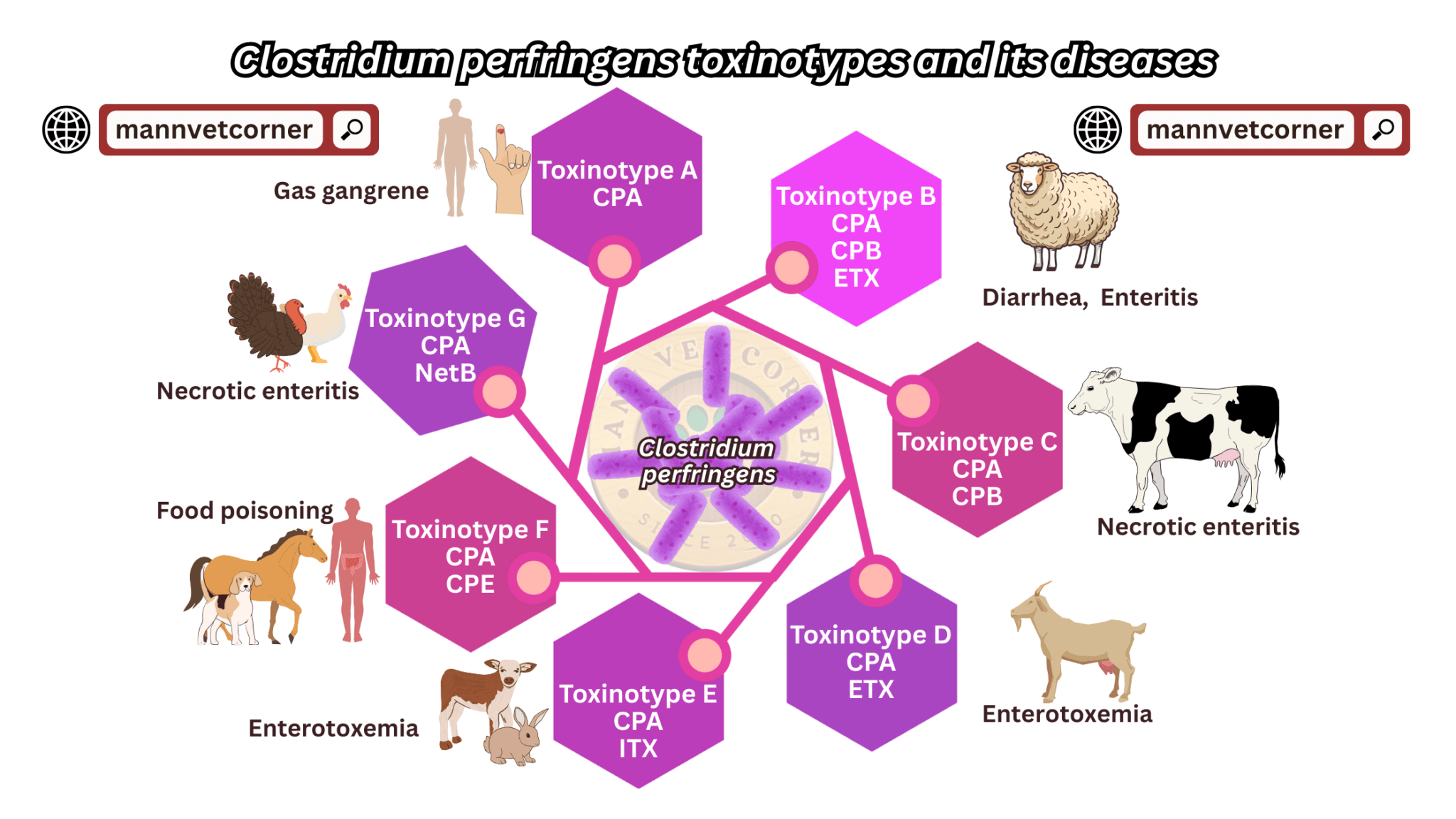 Clostridium perfringens (Enterotoxemia): From Bloat to Death ...