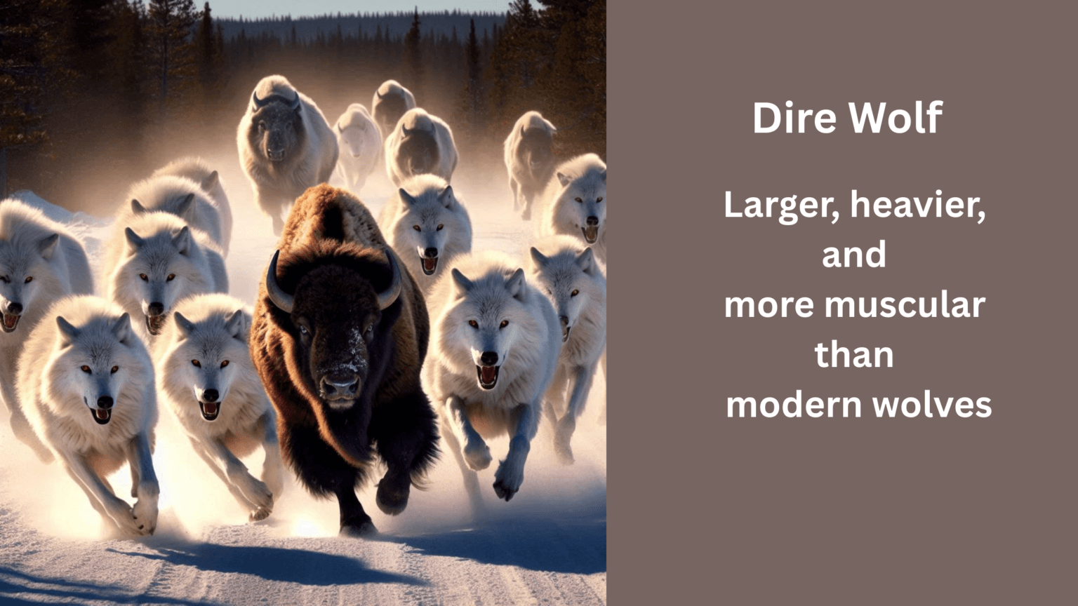 Ice Age Predator: Untold Story of Dire Wolf - mannvetcorner