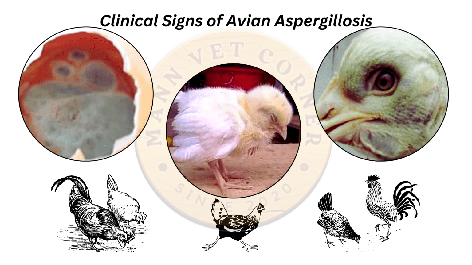 Avian Aspergillosis: The Deadly Fungal Infection - mannvetcorner