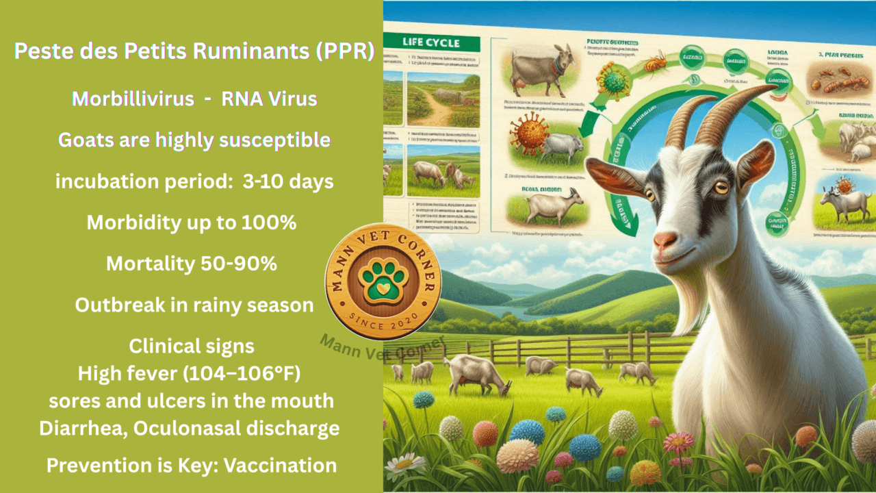PPR: A Deadly Goat Disease - mannvetcorner