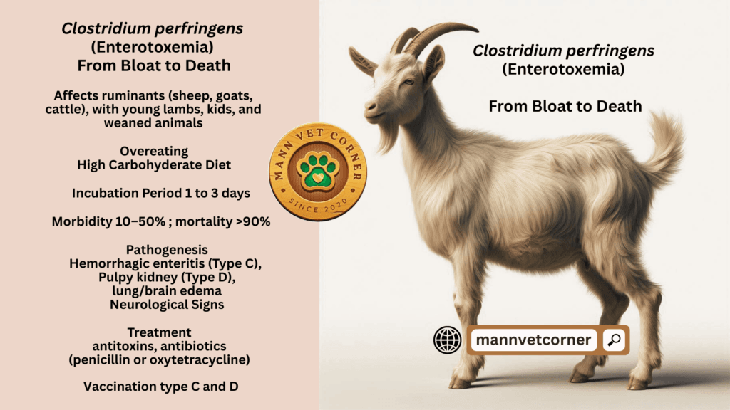 Clostridium perfringens (Enterotoxemia): From Bloat to Death ...