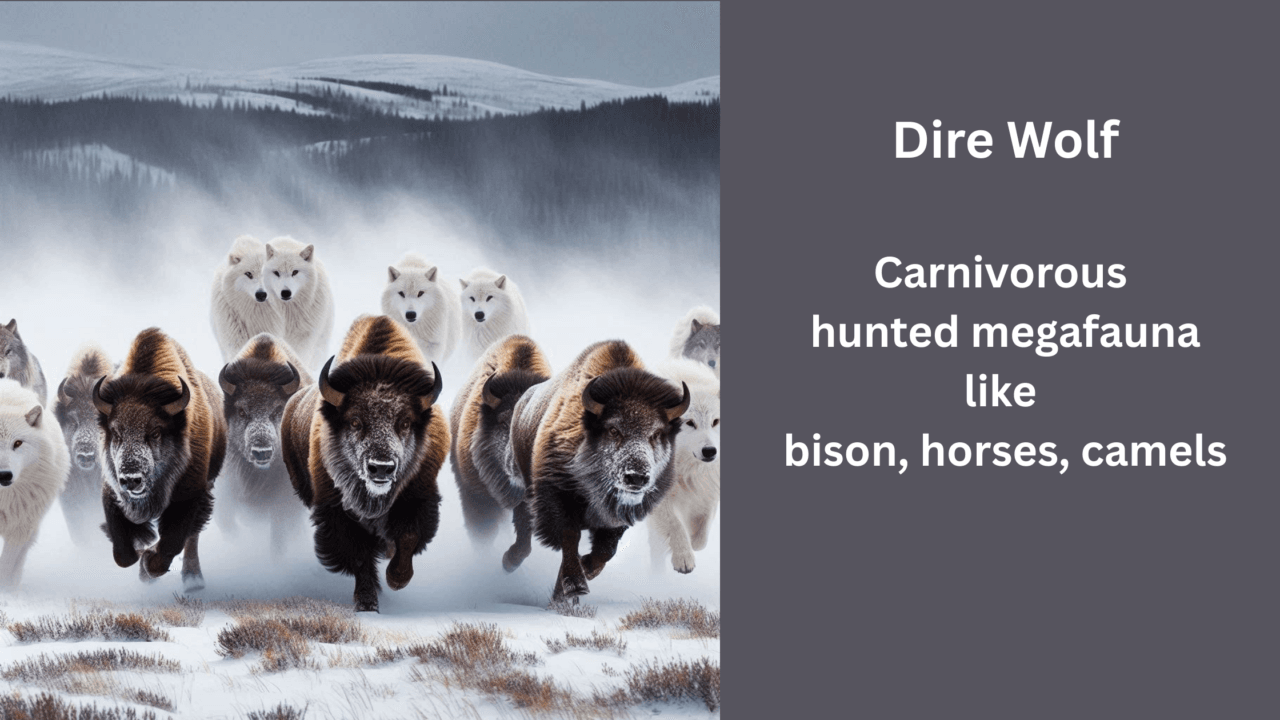 Ice Age Predator: Untold Story of Dire Wolf - mannvetcorner