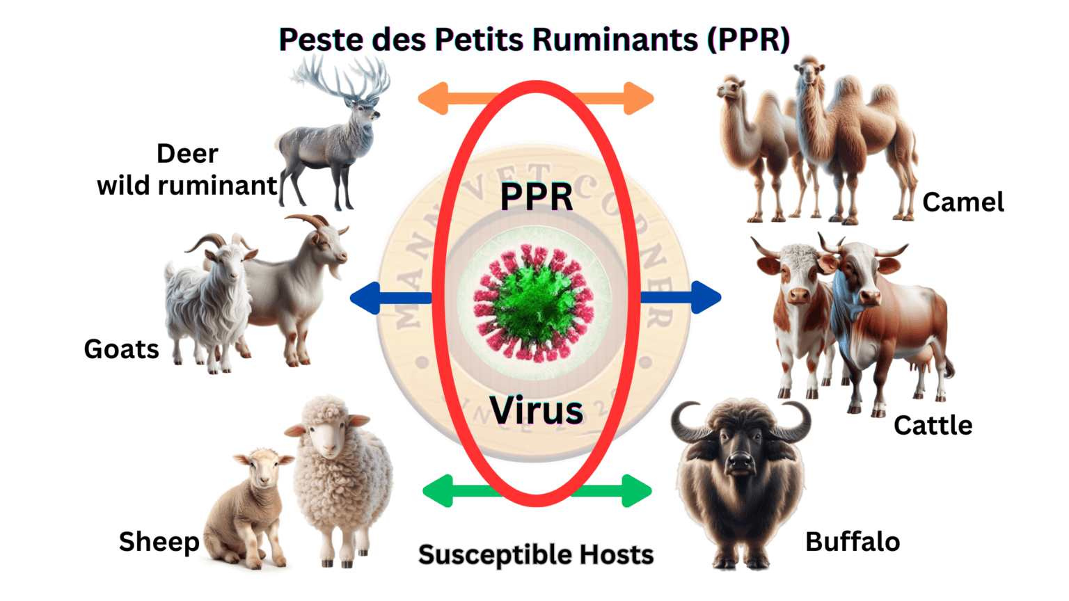 PPR: A Deadly Goat Disease - mannvetcorner