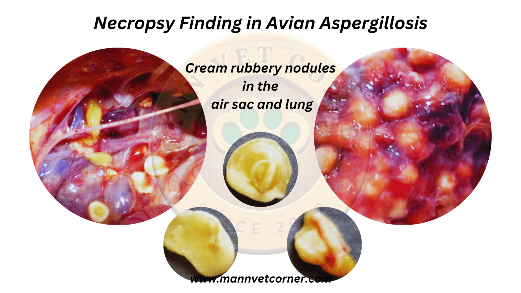 Avian Aspergillosis: The Deadly Fungal Infection - mannvetcorner