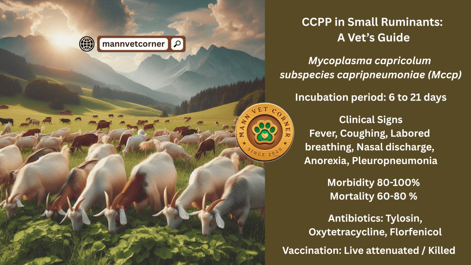 CCPP in Small Ruminants: A Vet’s Guide - mannvetcorner