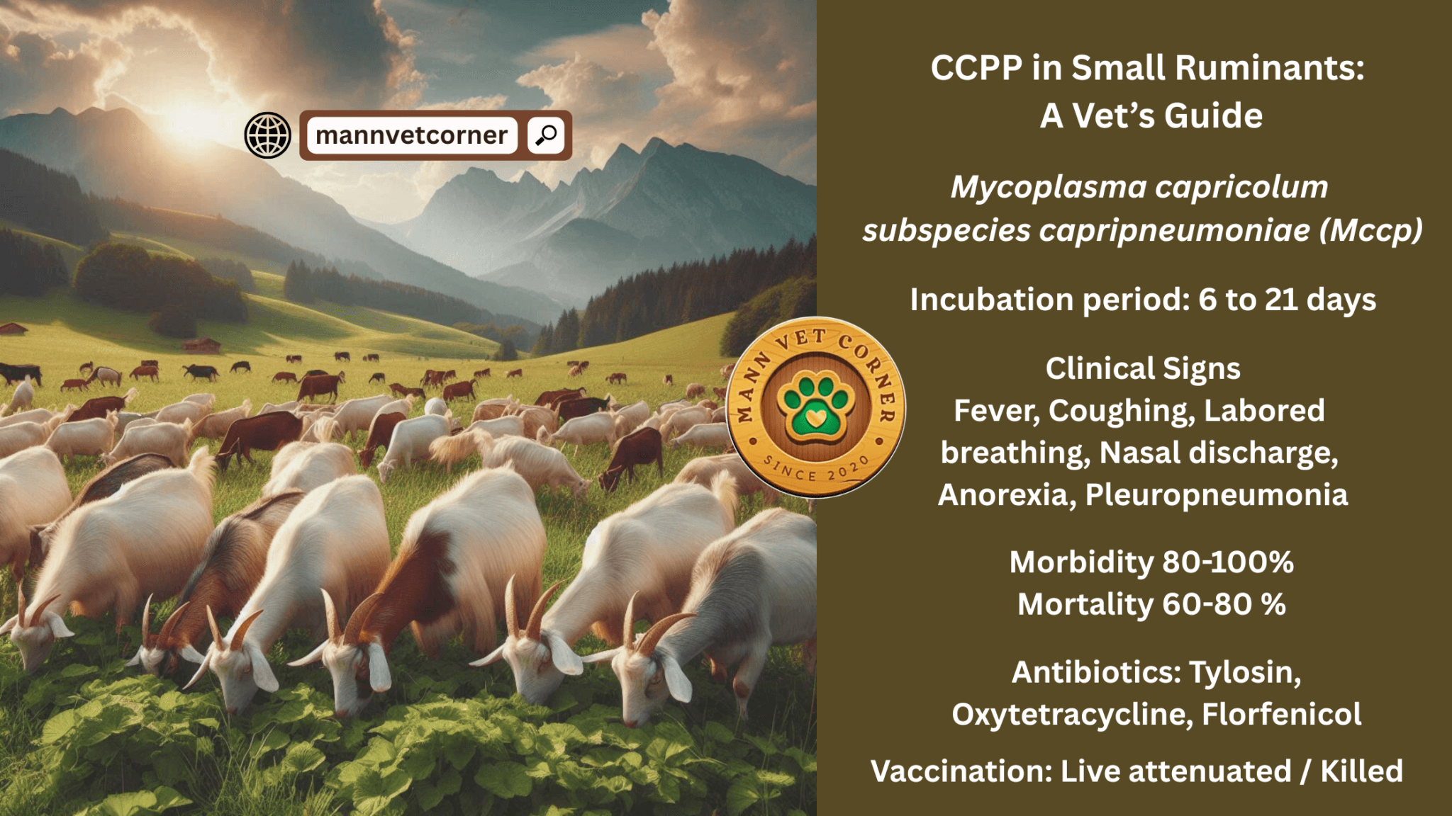 CCPP in Small Ruminants: A Vet’s Guide - mannvetcorner