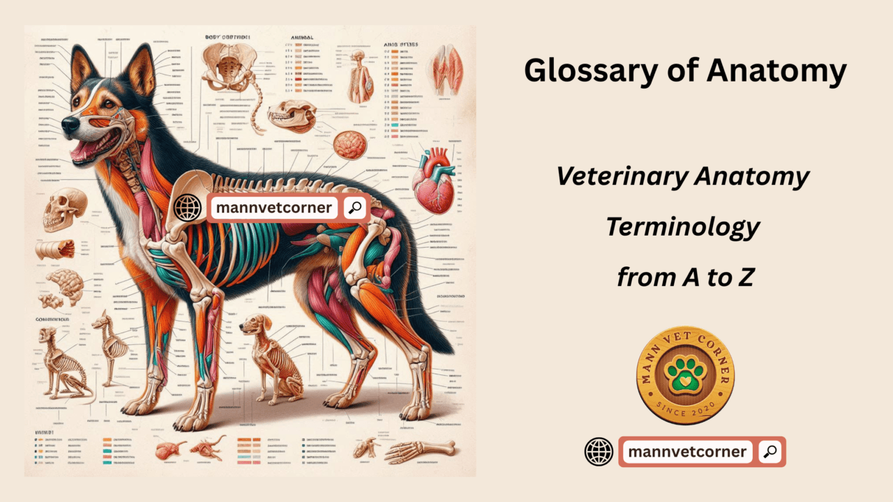 Glossary of Anatomy: A to Z - mannvetcorner