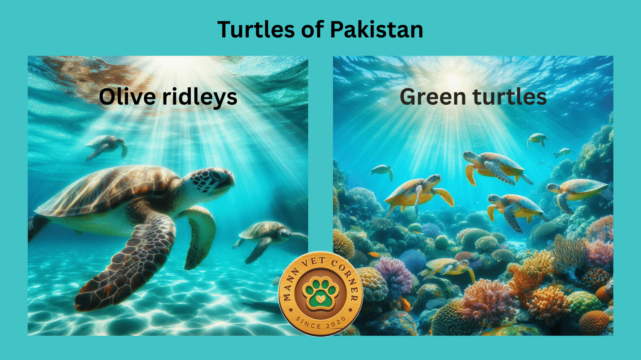 Turtles of Pakistan - mannvetcorner