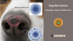 Dog Skin Cancer: Early Signs, Types, and What to Do - mannvetcorner