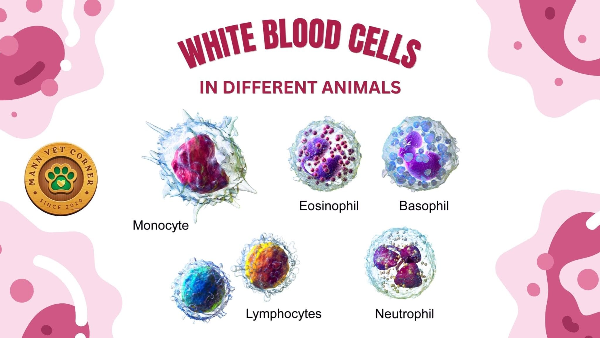 White Blood Cells in Different Animals - mannvetcorner