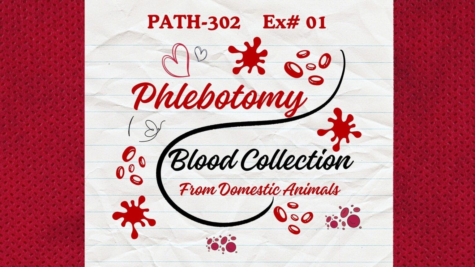 Phlebotomy: Blood Collection From Different Animals - mannvetcorner