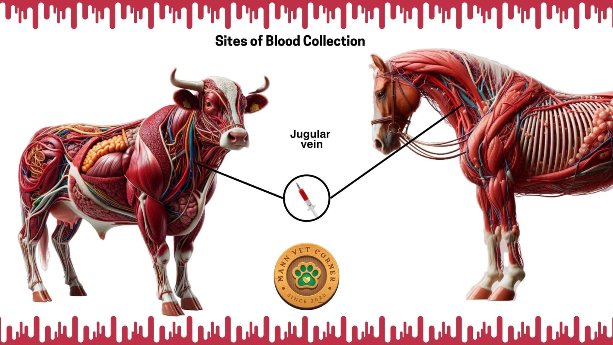 Phlebotomy: Blood Collection From Different Animals - mannvetcorner