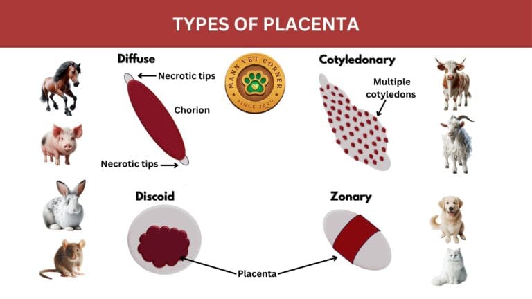 Placental Diversity in Mammals: A Comprehensive Review - mannvetcorner