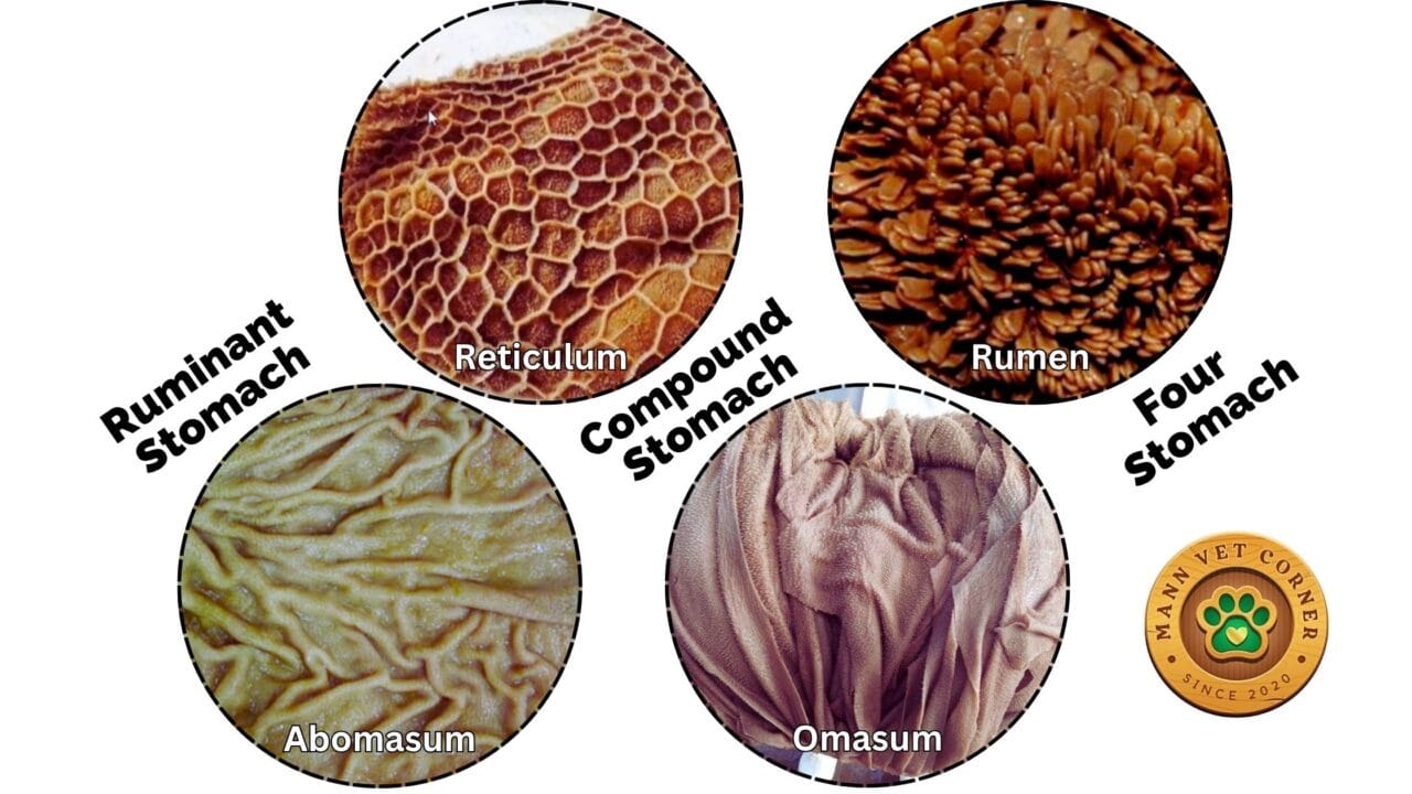 How the Ruminant Stomach Works: A 4-Chamber Digestive Powerhouse ...