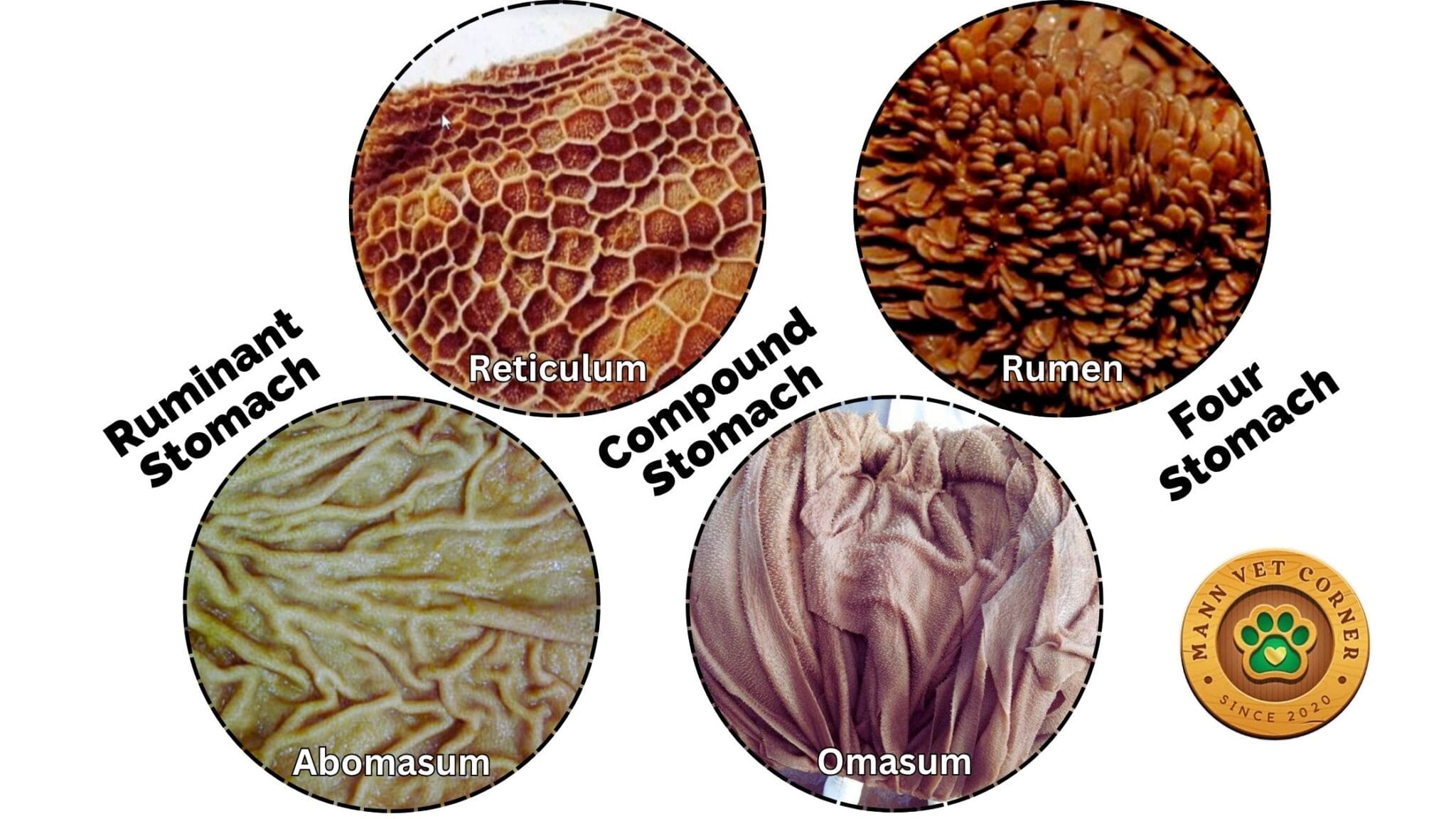 How the Ruminant Stomach Works: A 4-Chamber Digestive Powerhouse ...