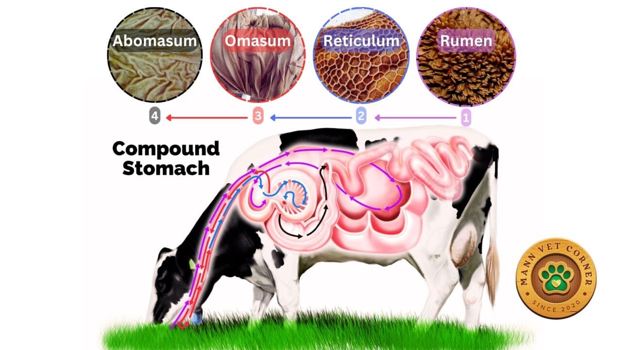 How the Ruminant Stomach Works: A 4-Chamber Digestive Powerhouse ...