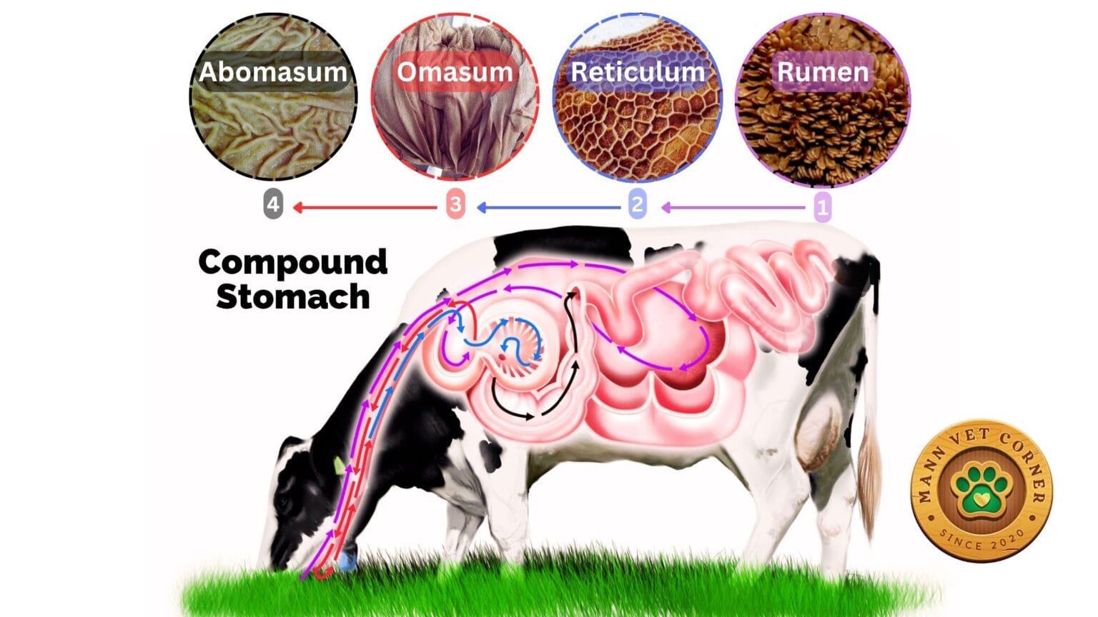 How the Ruminant Stomach Works: A 4-Chamber Digestive Powerhouse ...