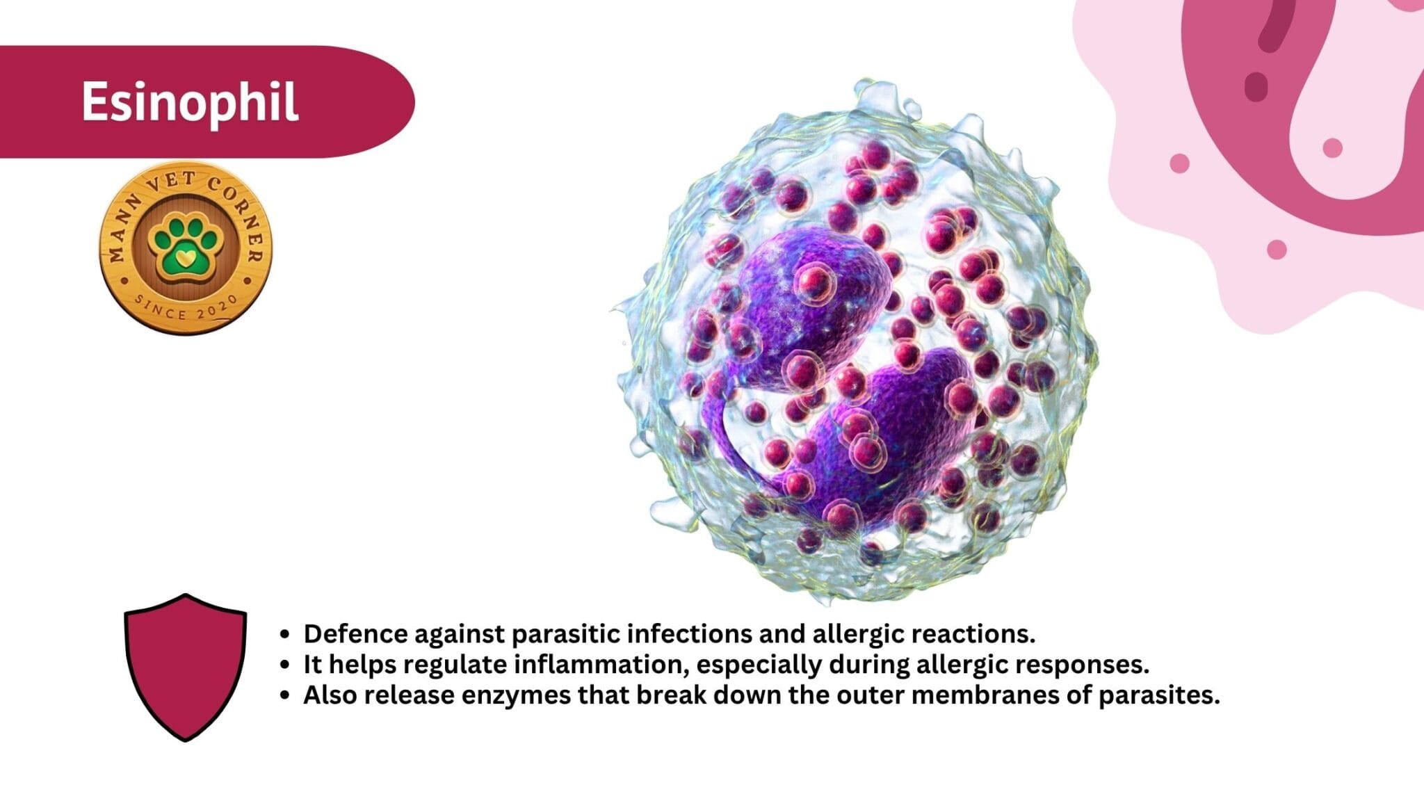 White Blood Cells in Different Animals - mannvetcorner