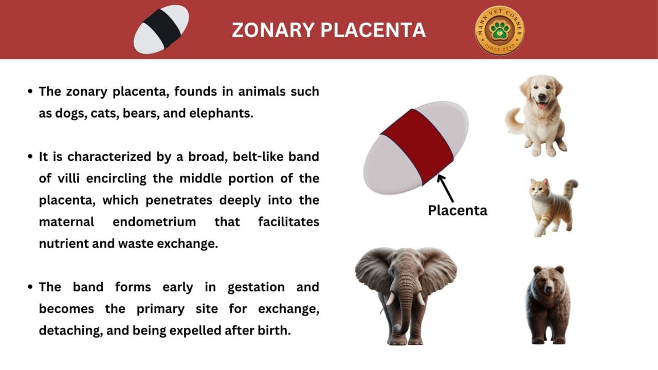 Placental Diversity in Mammals: A Comprehensive Review - mannvetcorner