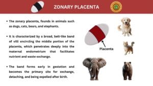 Placental Diversity in Mammals: A Comprehensive Review - mannvetcorner