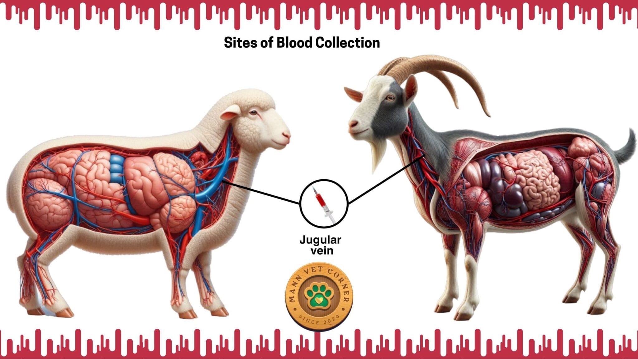 Phlebotomy: Blood Collection From Different Animals - mannvetcorner