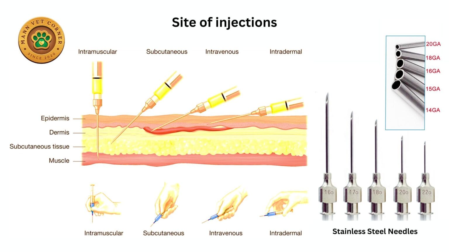 Phlebotomy: Blood Collection From Different Animals - mannvetcorner