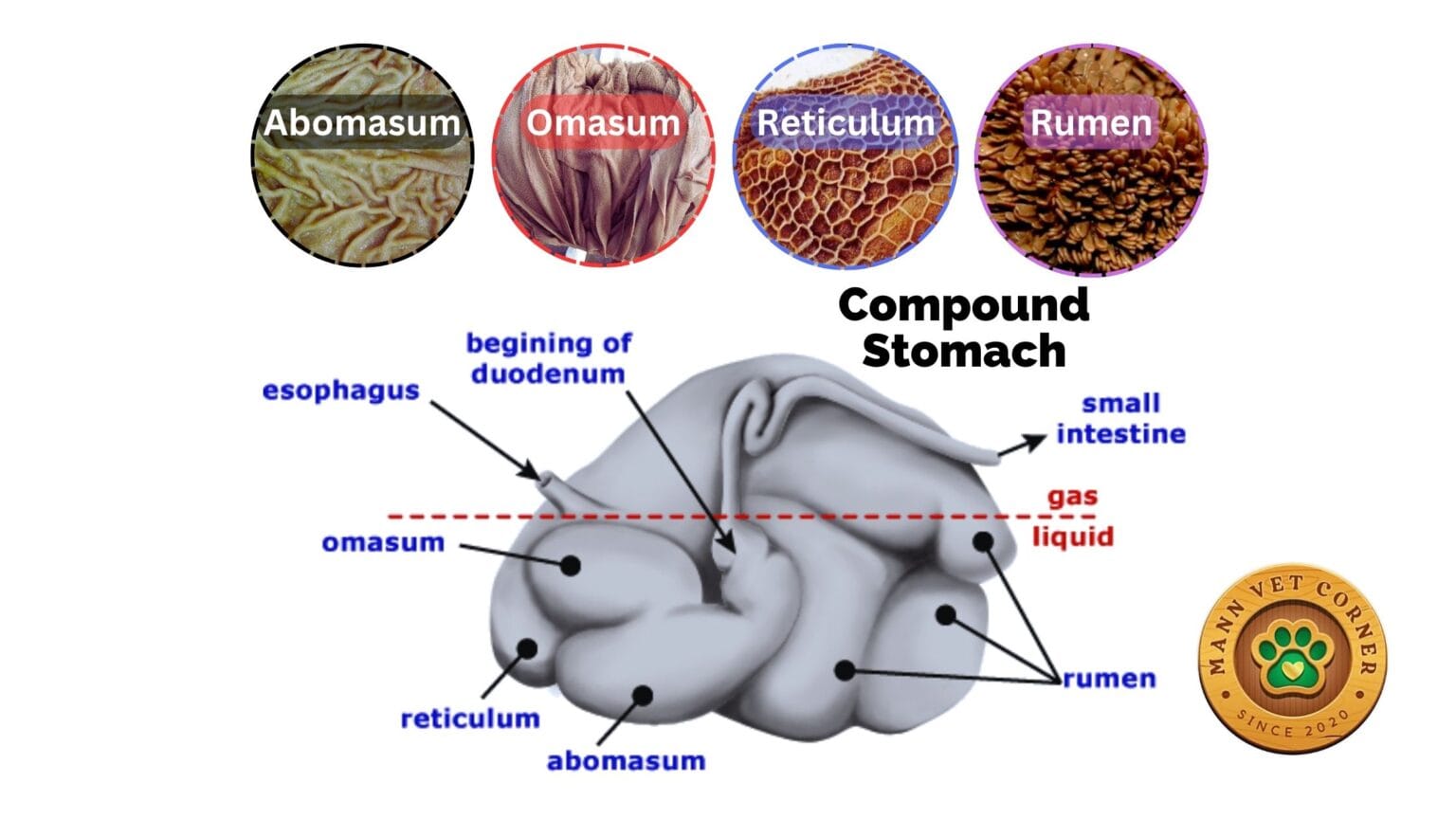 How the Ruminant Stomach Works: A 4-Chamber Digestive Powerhouse ...