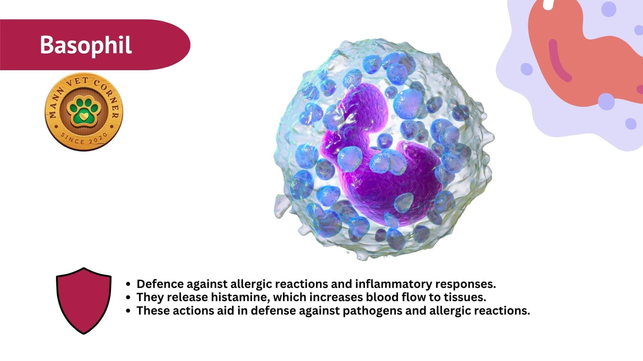White Blood Cells in Different Animals - mannvetcorner