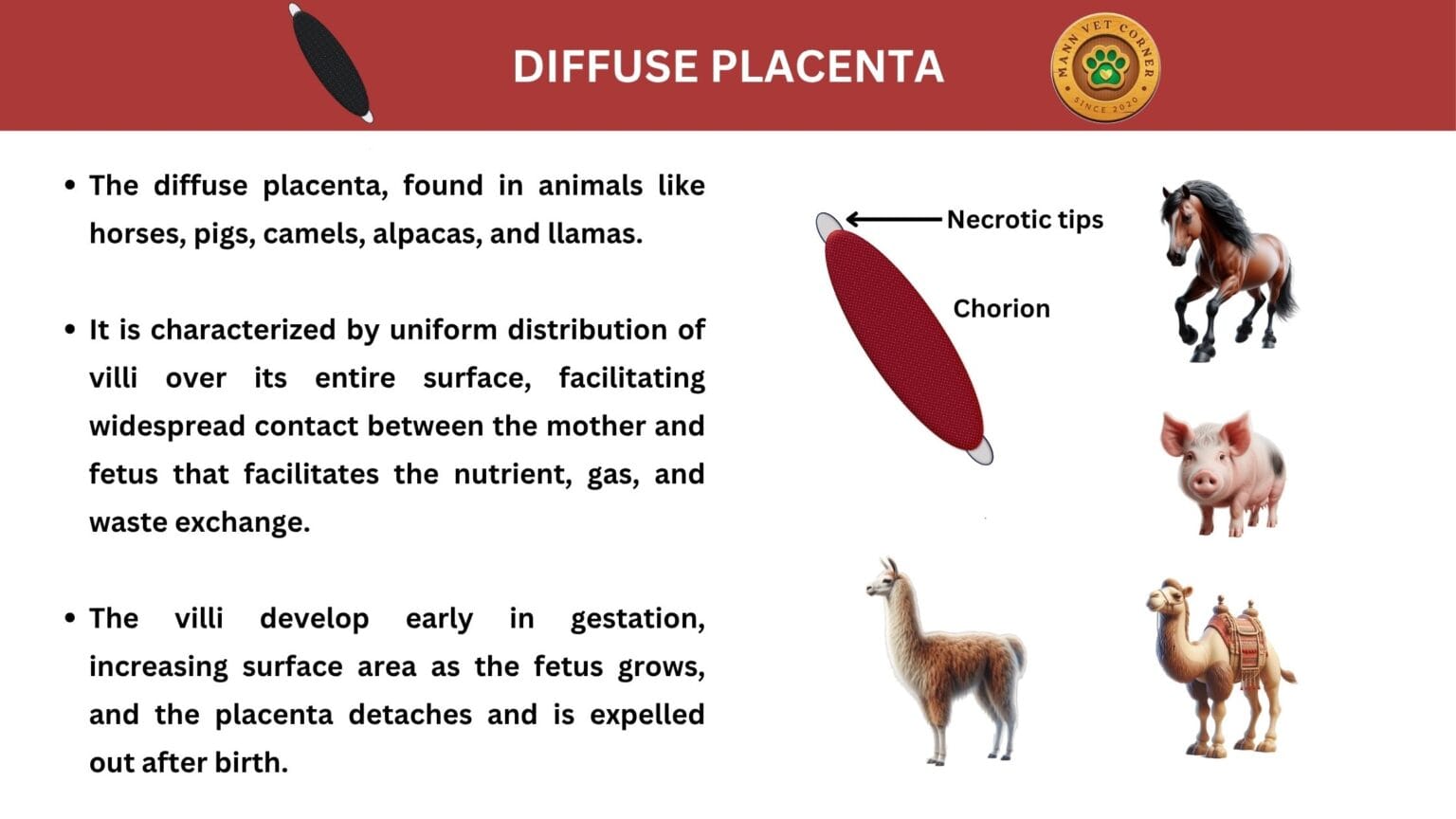 Placental Diversity in Mammals: A Comprehensive Review - mannvetcorner
