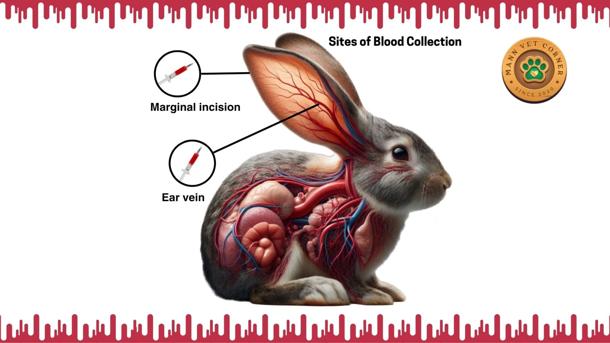 Phlebotomy: Blood Collection From Different Animals - mannvetcorner